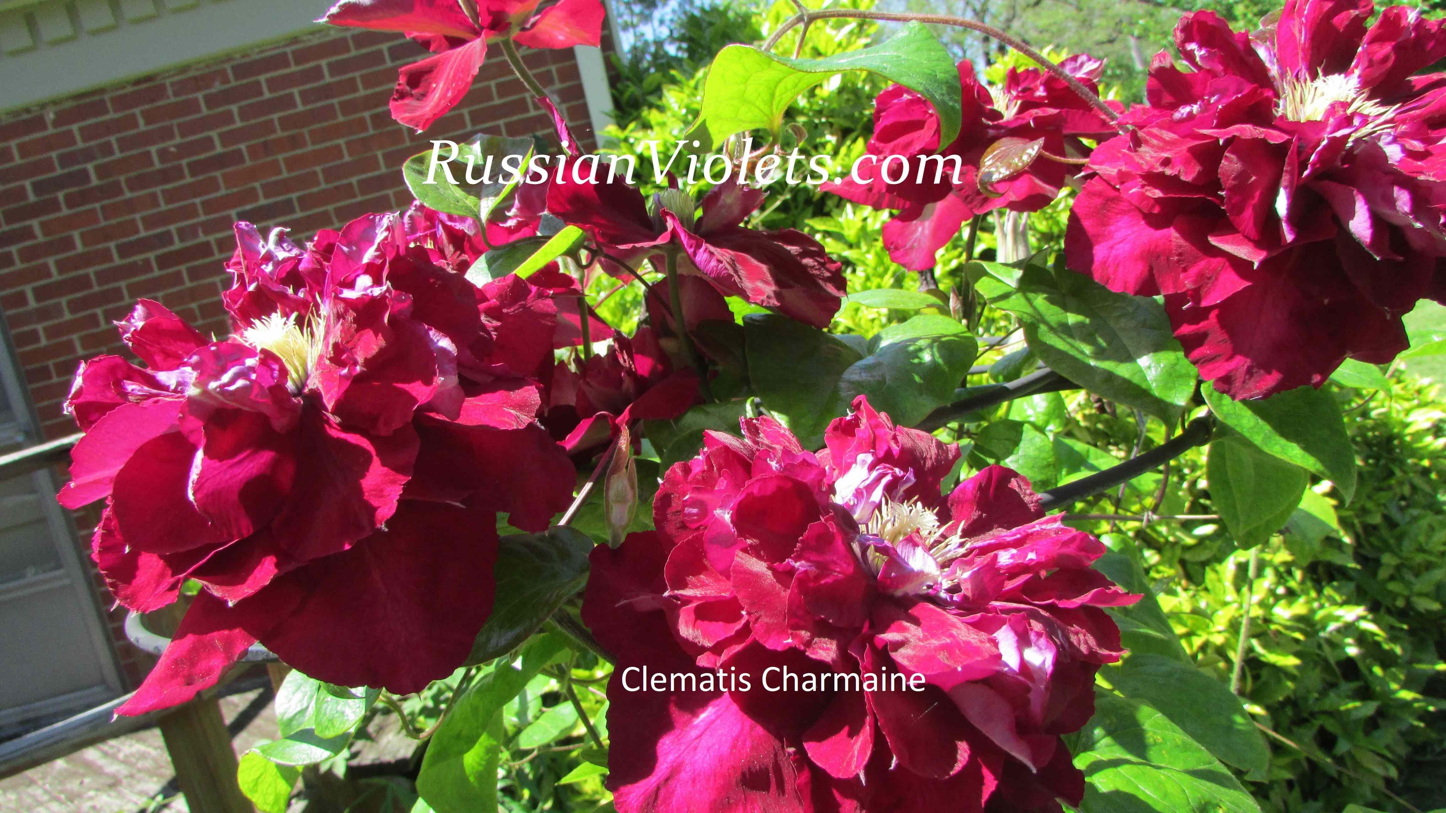 Garden Perennials