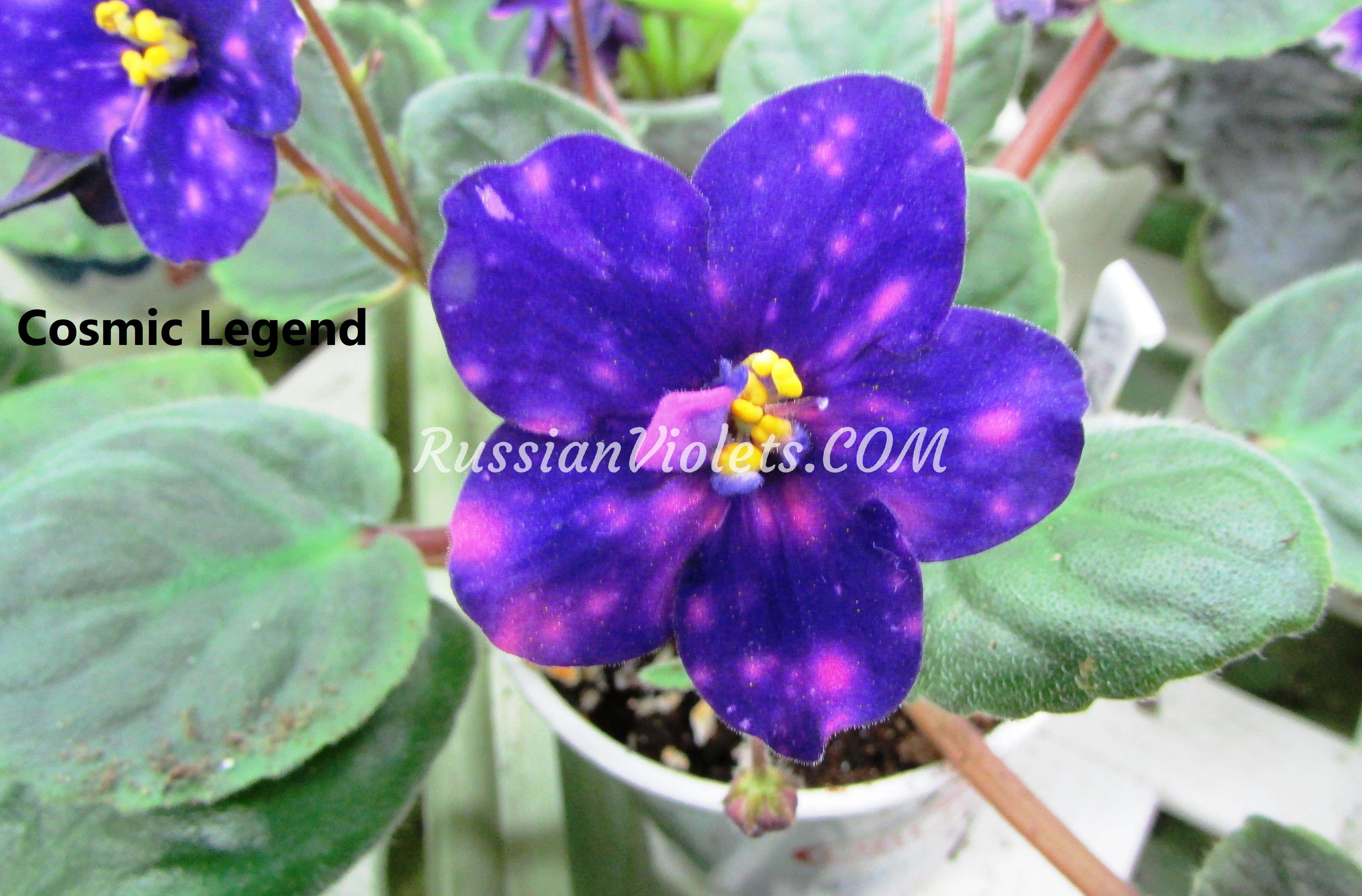 African Violets