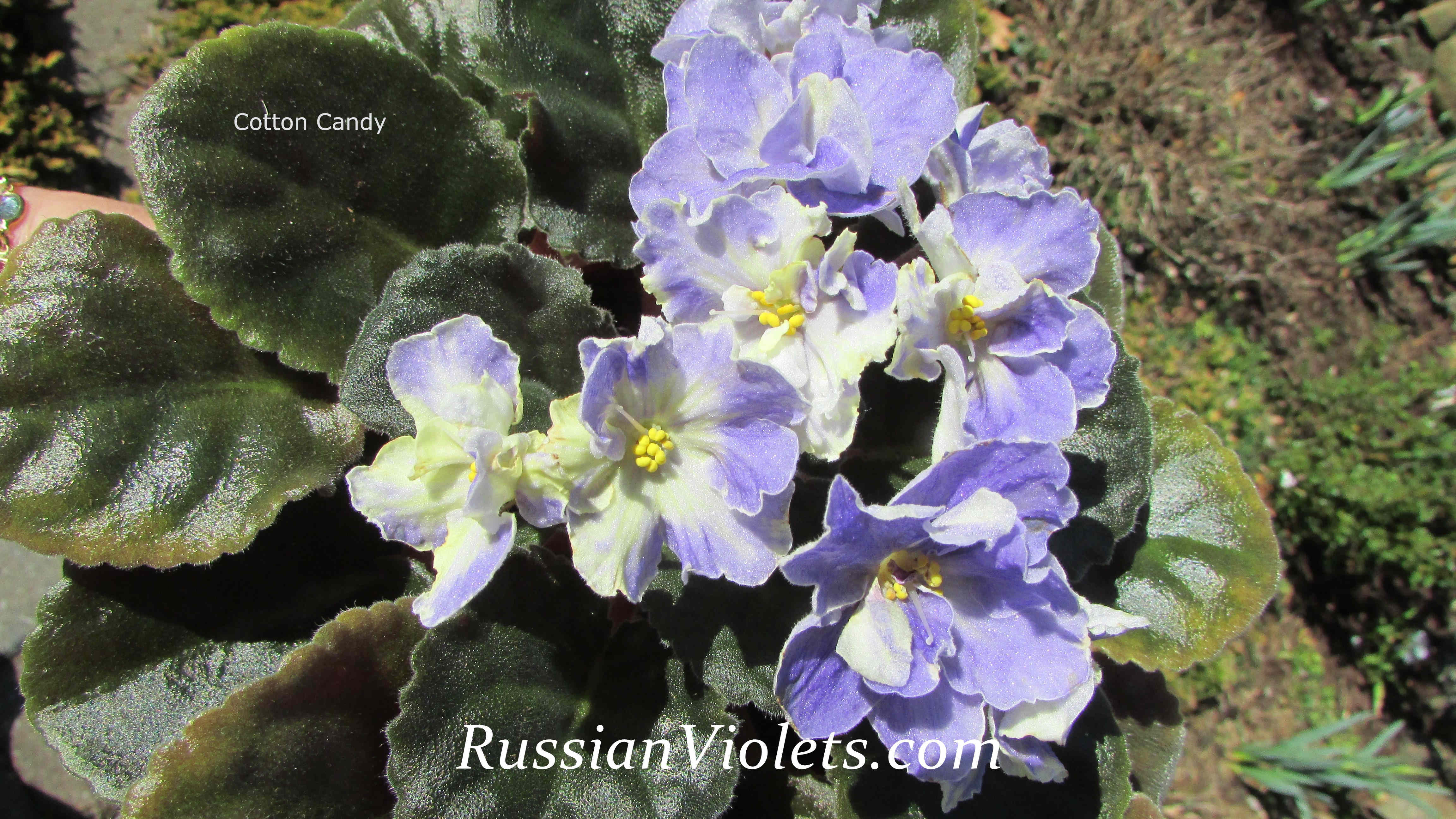 African Violets