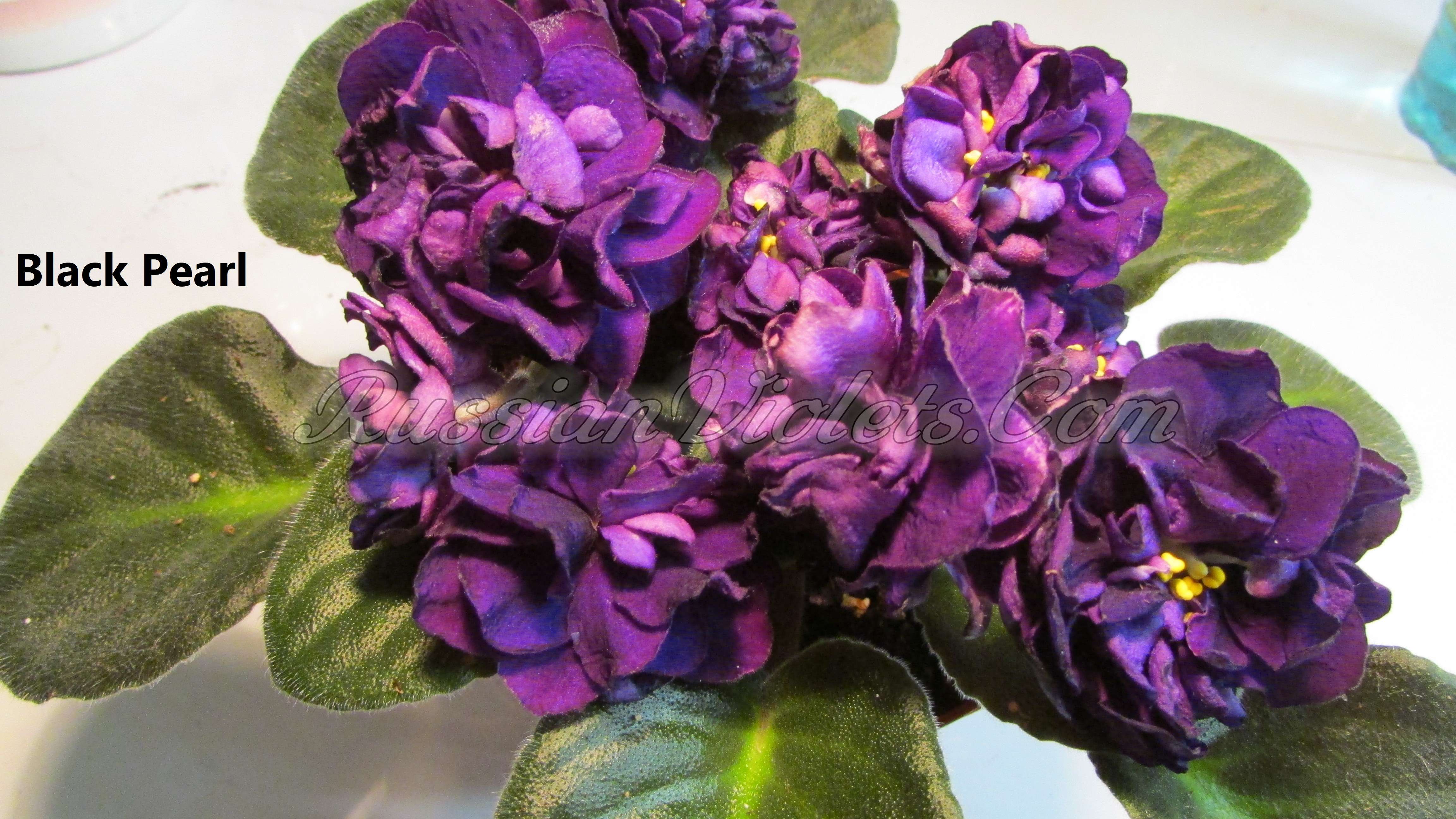 African Violets
